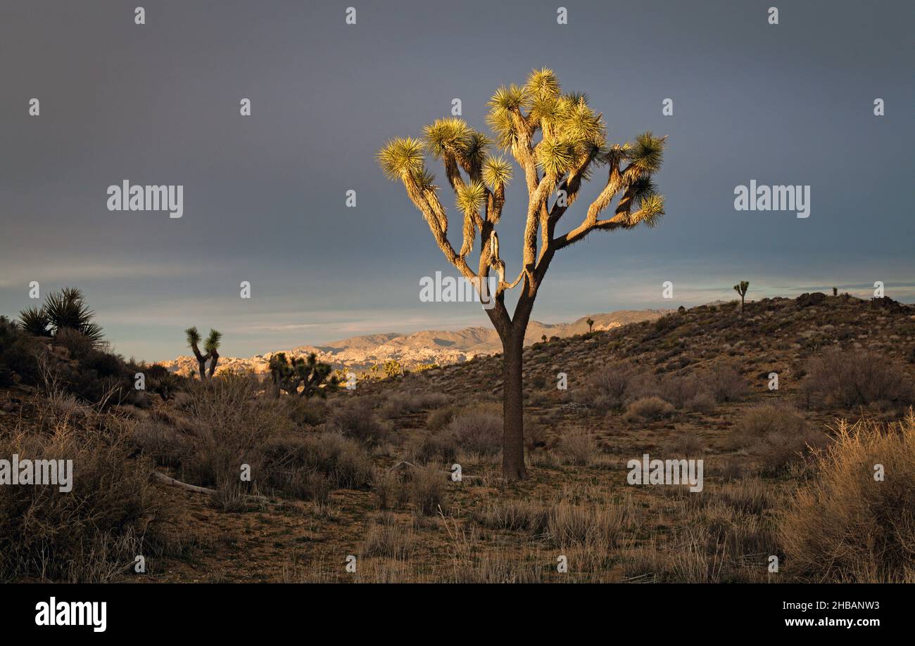 joshua tree in light and shadow Joshua Tree National Park, California ...