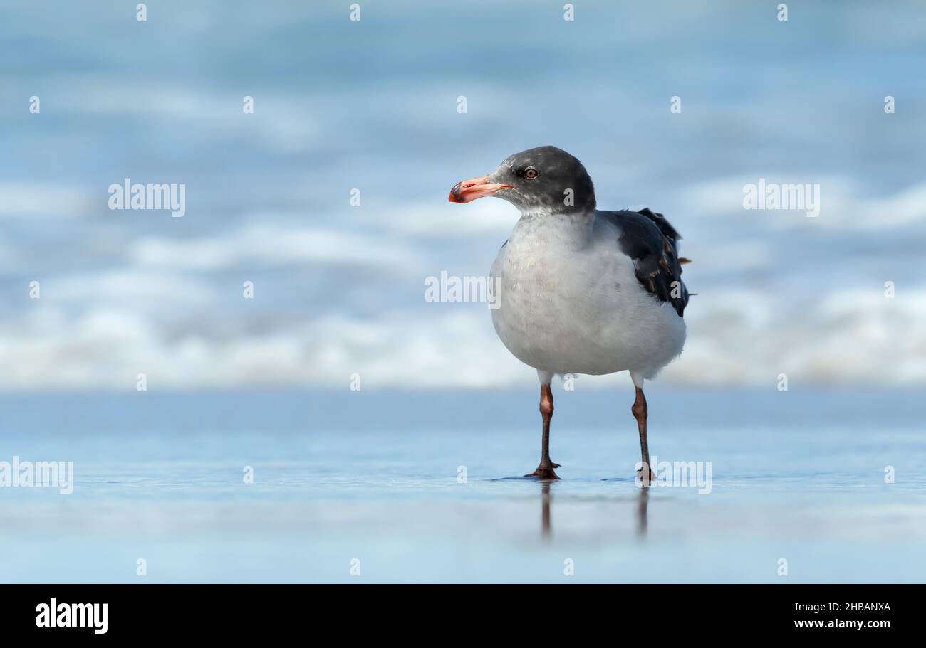 Close-up of a Dolphin gull standing in water, Falkland Islands Stock ...