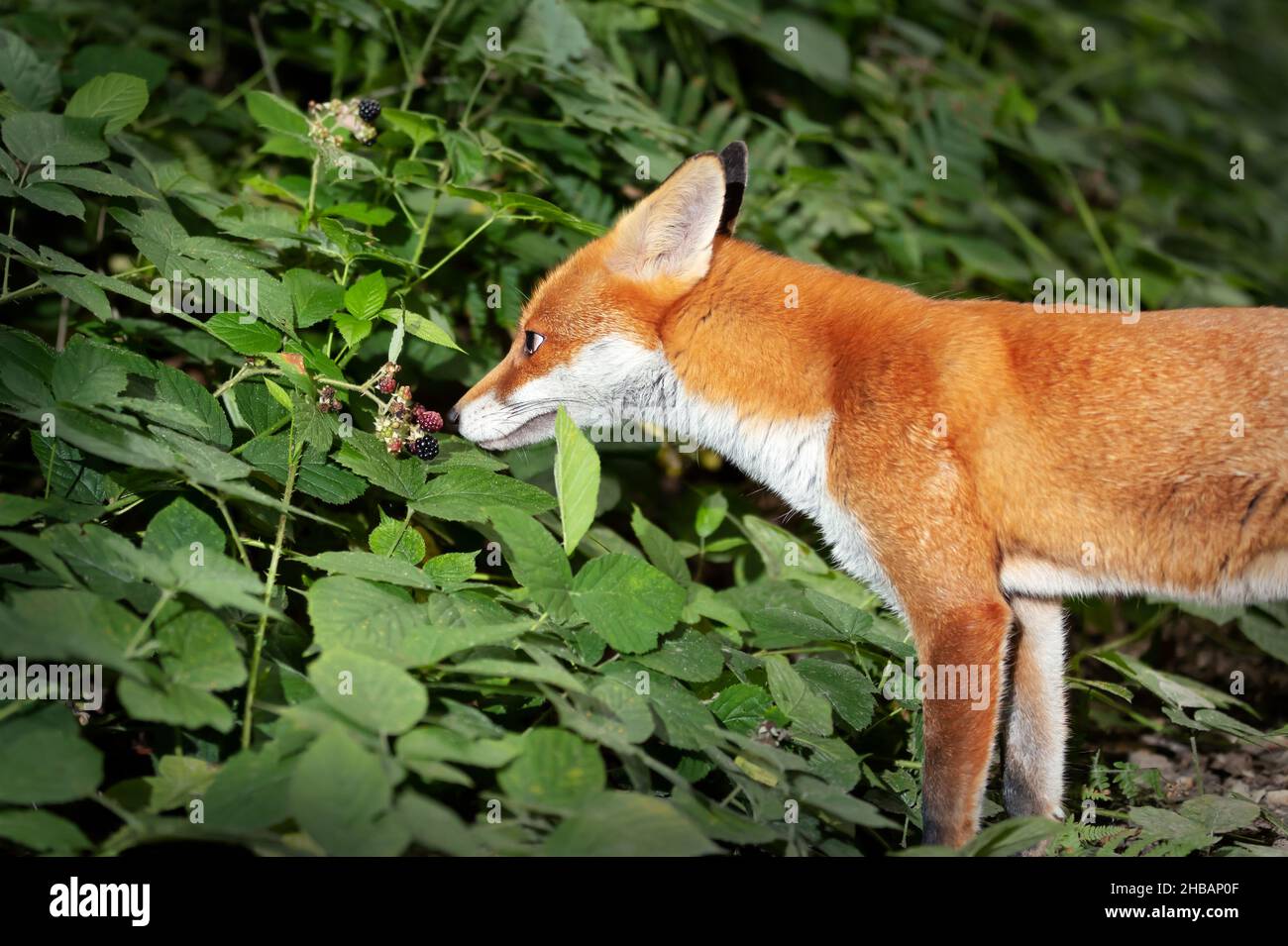 Red fox vulpes vulpes smelling hi-res stock photography and images - Alamy