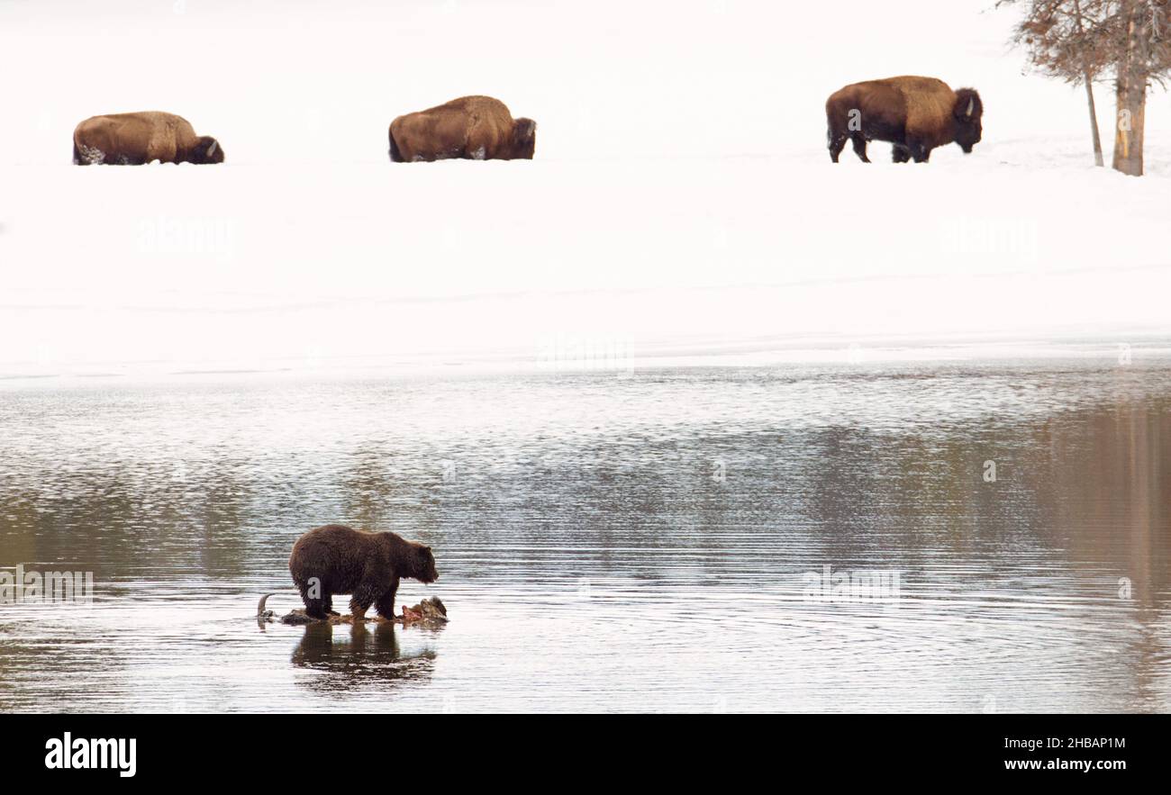 Grizzly bear feeding on a bison carcass in the Yellowstone River ...
