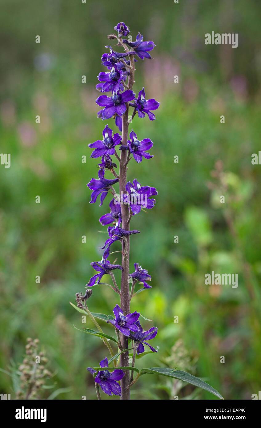 Larkspur Delphinium glaucum Denali National Park & Preserve Alaska ...