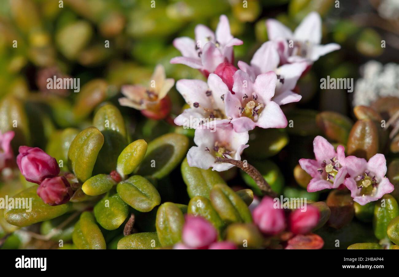 Preserve azalea species hi-res stock photography and images - Alamy
