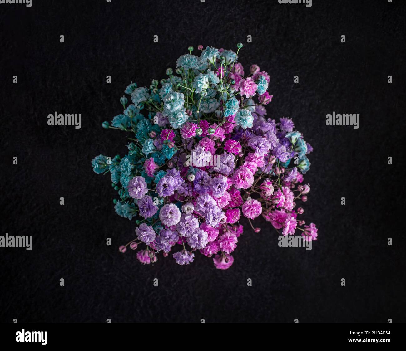Gypsophila flowers in one hi-res stock photography and images - Alamy