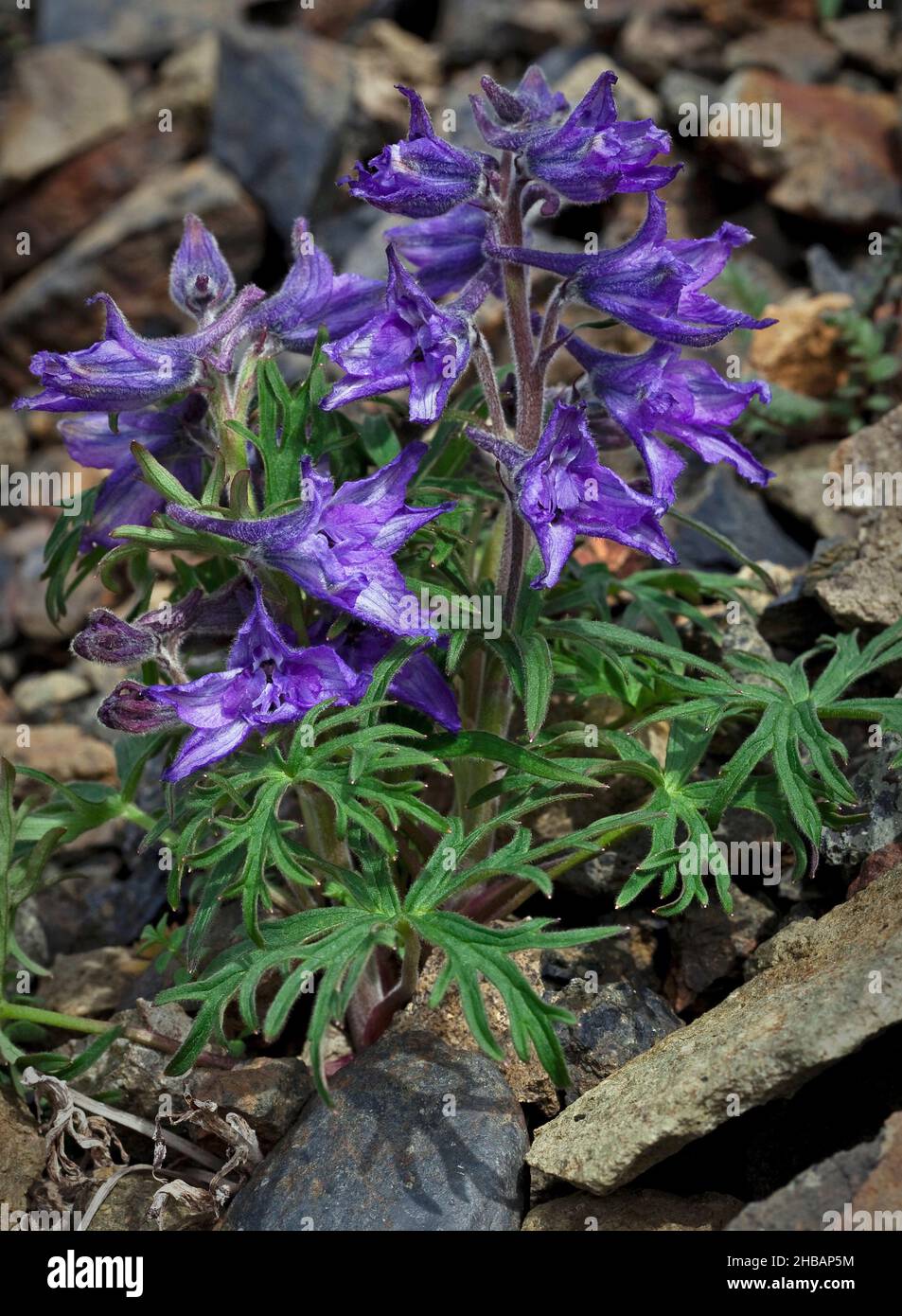 Dwarf Larkspur Delphinium brachycentrum Denali National Park & Preserve ...