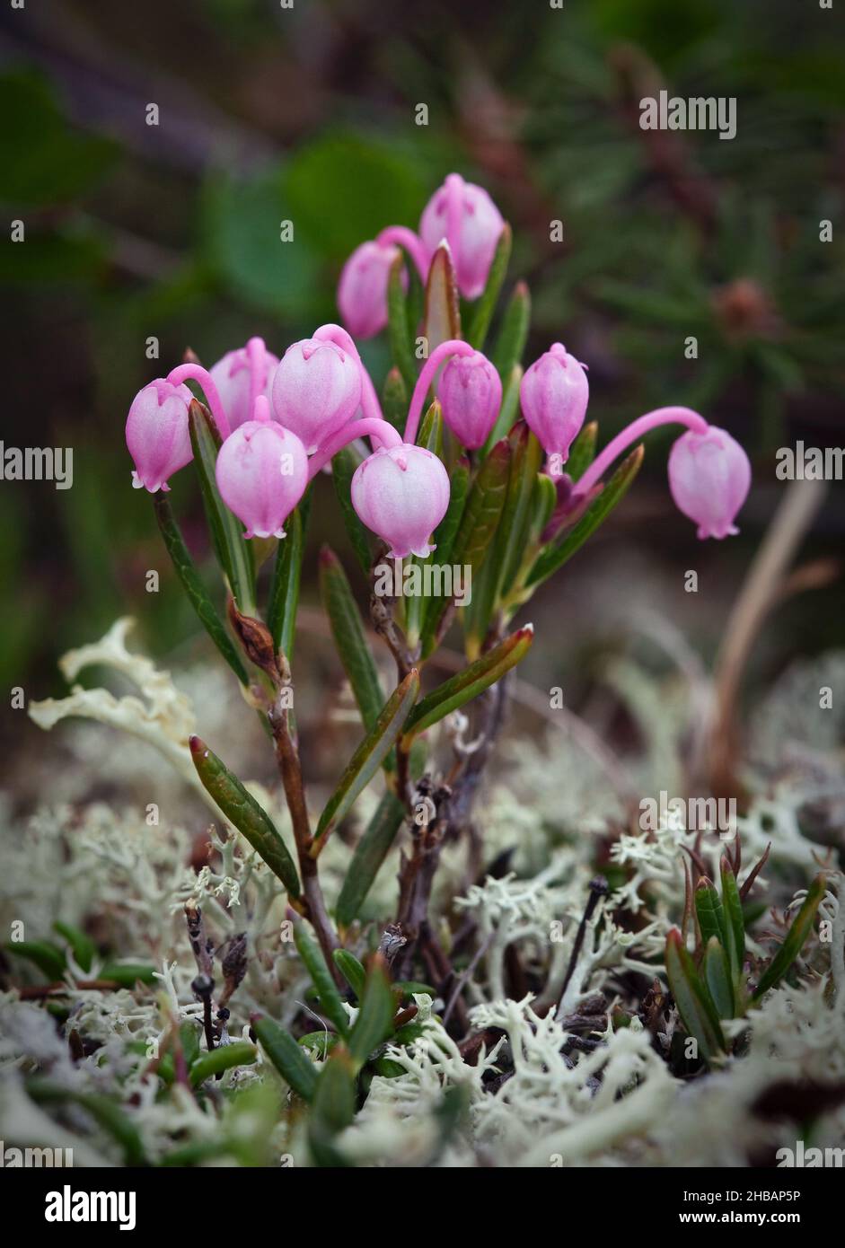 Bog Rosemary Andromeda polifolia Denali National Park & Preserve Alaska ...
