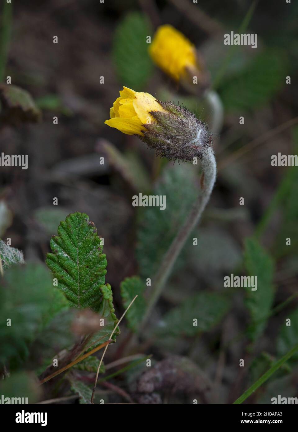 Yellow Dryas Dryas drummondii Denali National Park & Preserve Alaska ...