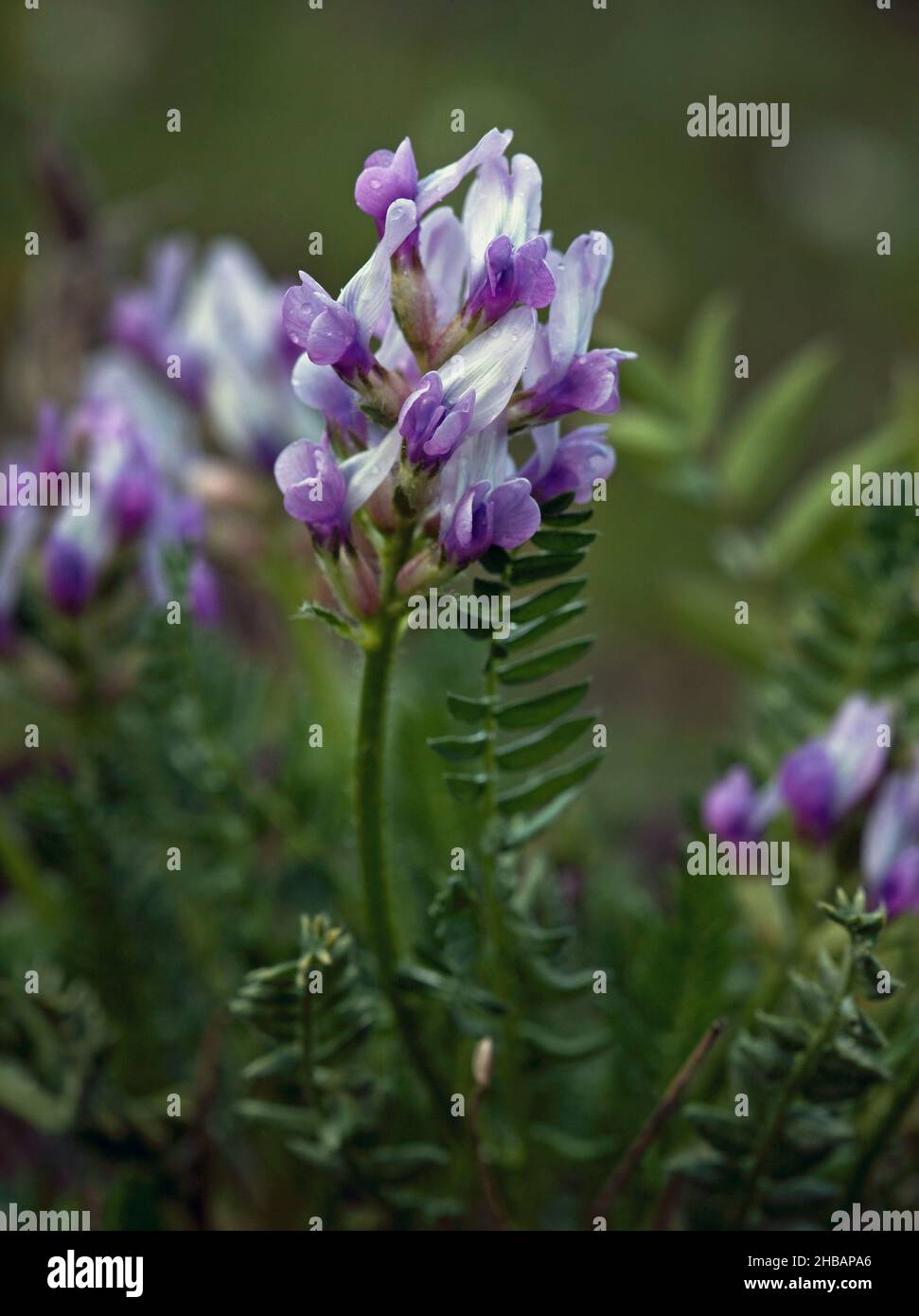Sticky Oxytrope Oxytropis viscida Denali National Park & Preserve ...