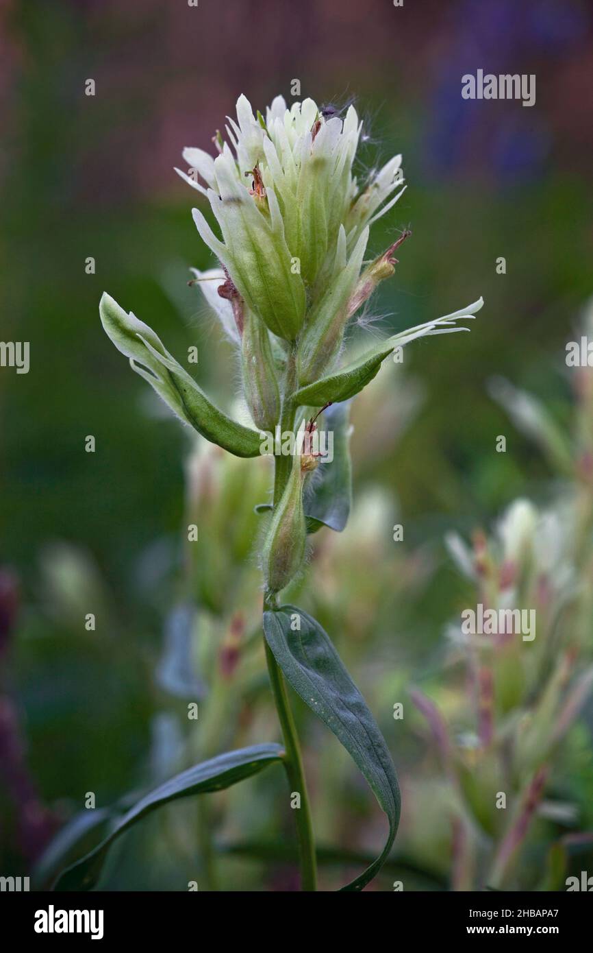 Yellow paintbrush castilleja species wildflowers hi-res stock ...