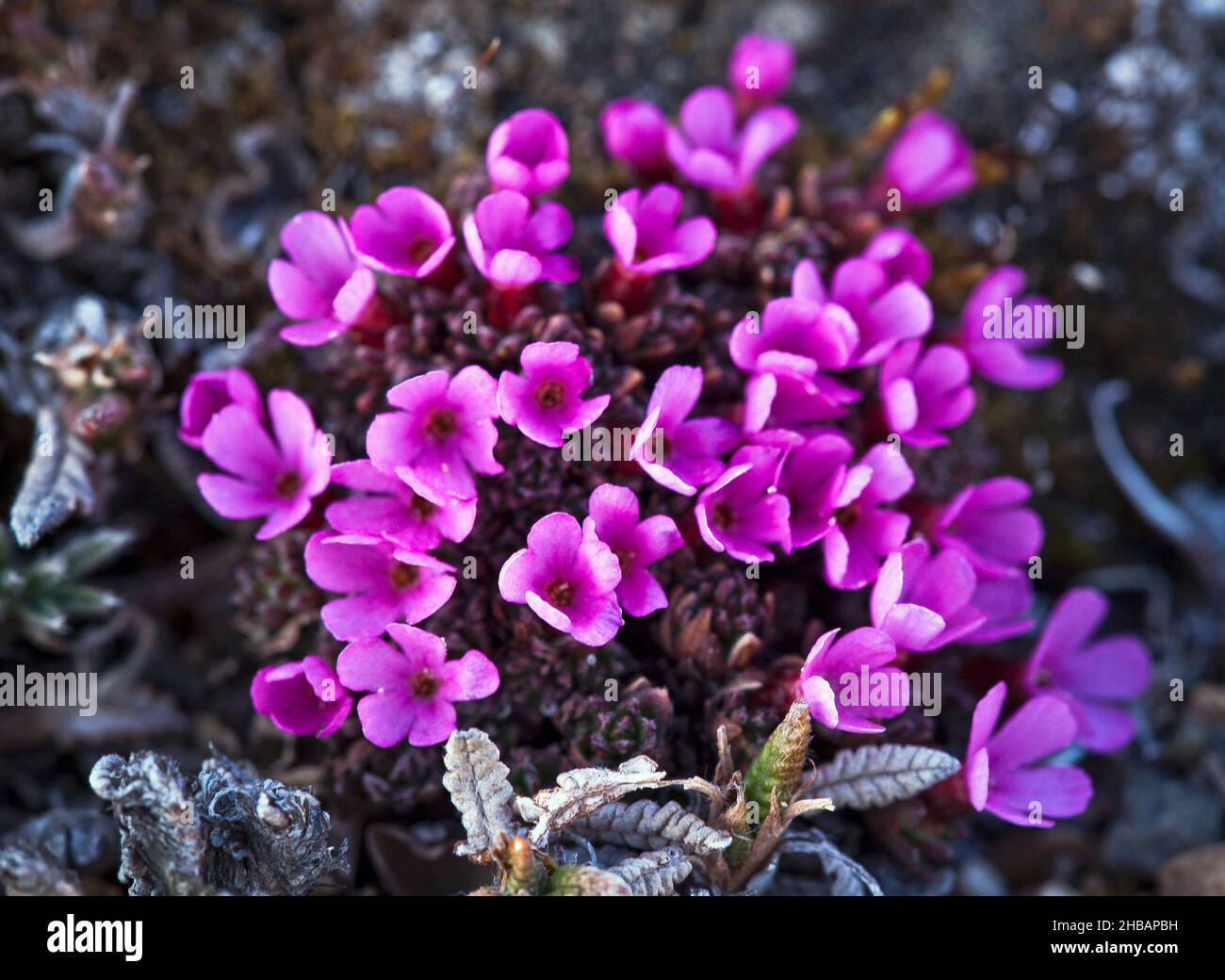Douglasia gormanii hi-res stock photography and images - Alamy