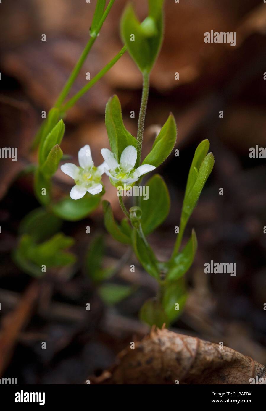 Grove Sandwort Moehringia lateriflora Denali National Park & Preserve ...