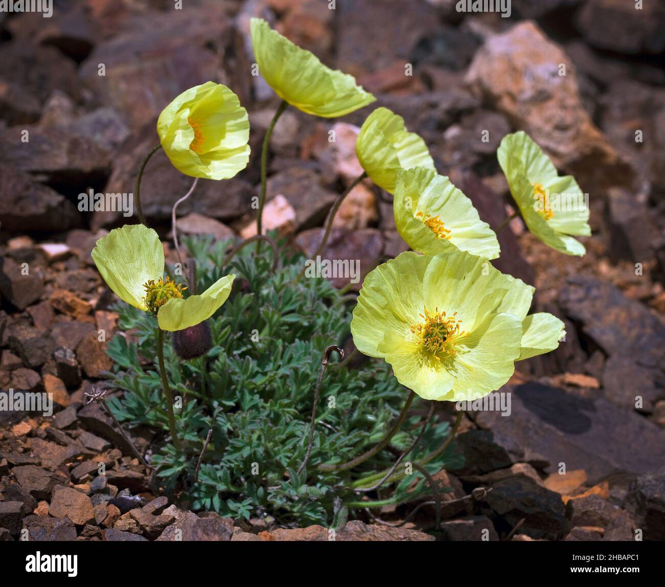 Alaska poppy hi-res stock photography and images - Alamy