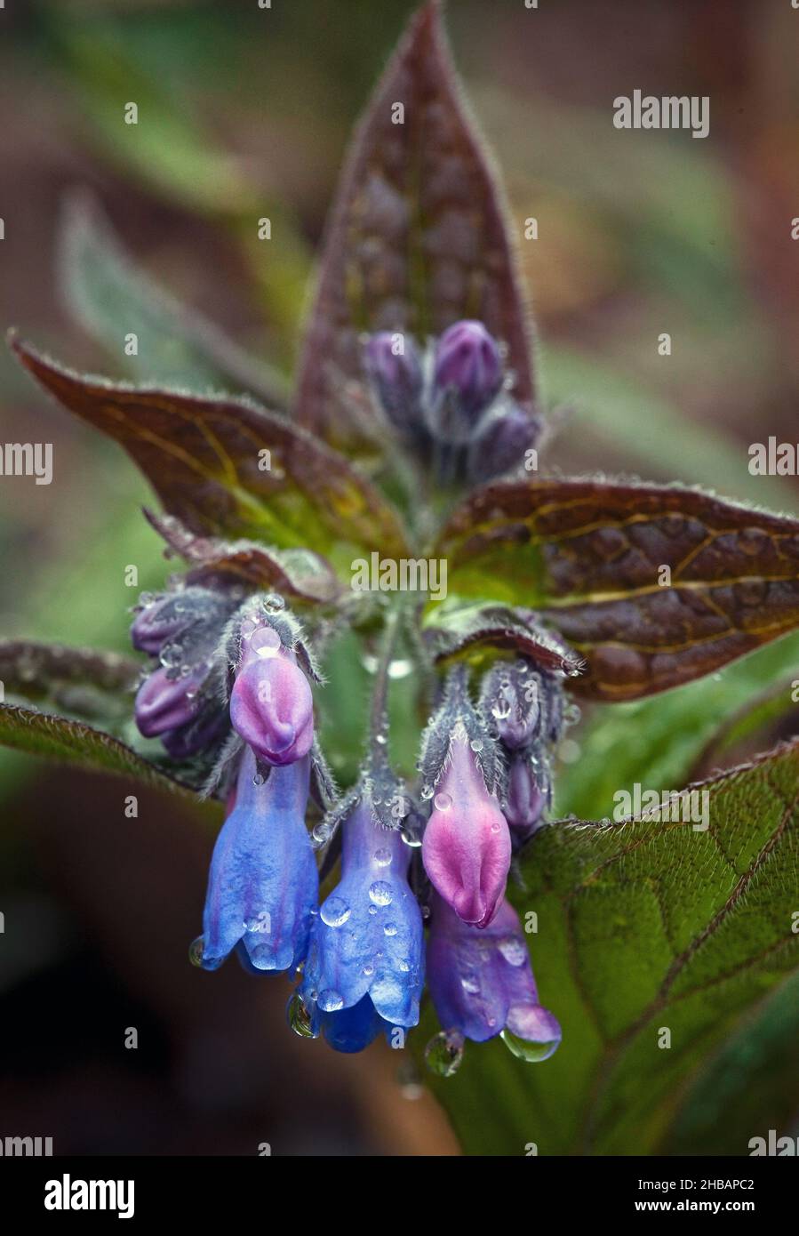 Blue Bells Mertensia paniculata Denali National Park & Preserve Alaska ...
