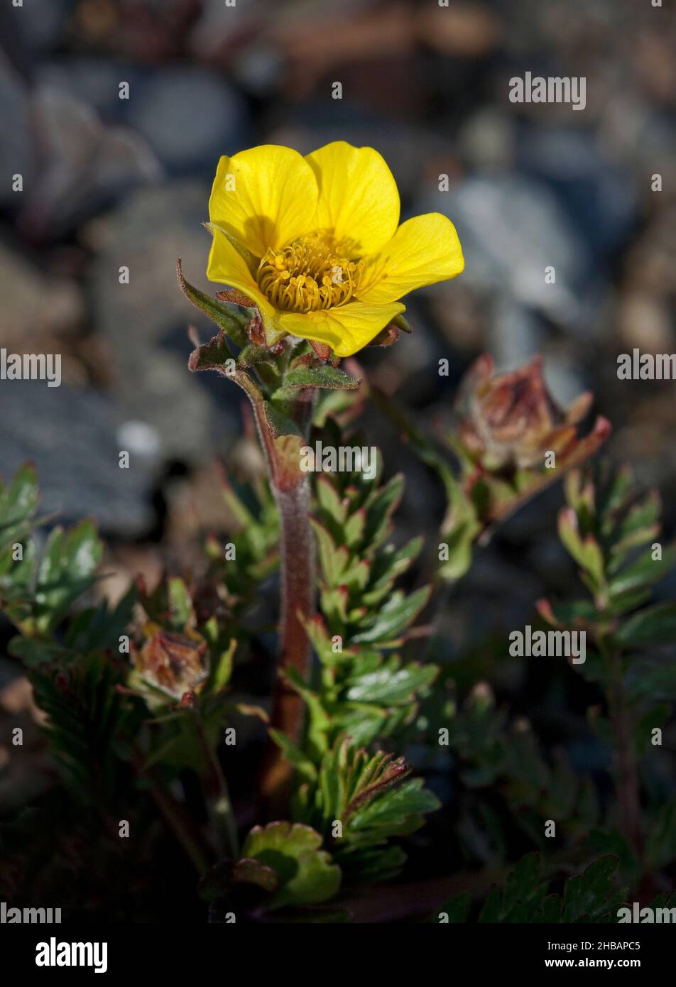 Ross Avens Geum rossii Denali National Park & Preserve Alaska, United ...