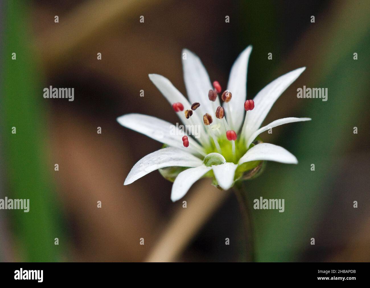 Stellaria stellaria sp hi-res stock photography and images - Alamy