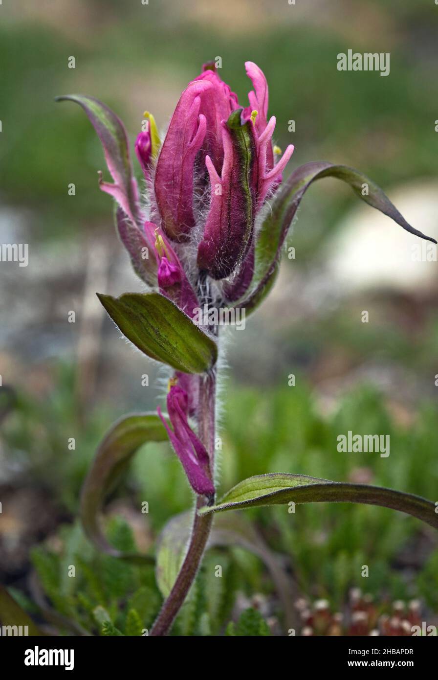 Elegant Paintbrush Castilleja elegans Denali National Park & Preserve ...