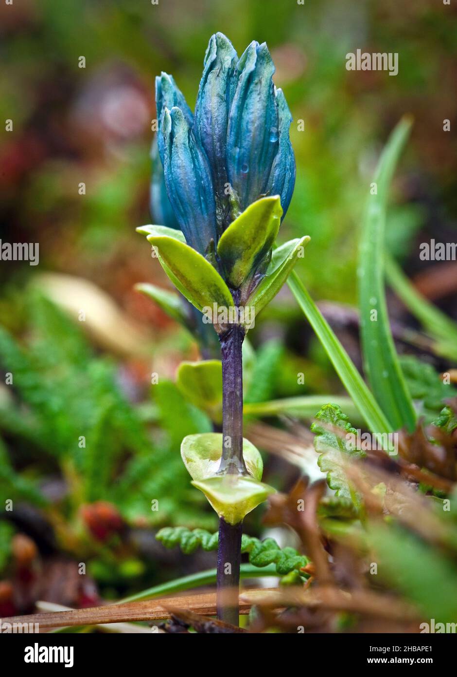 Gentiana glauca hi-res stock photography and images - Alamy