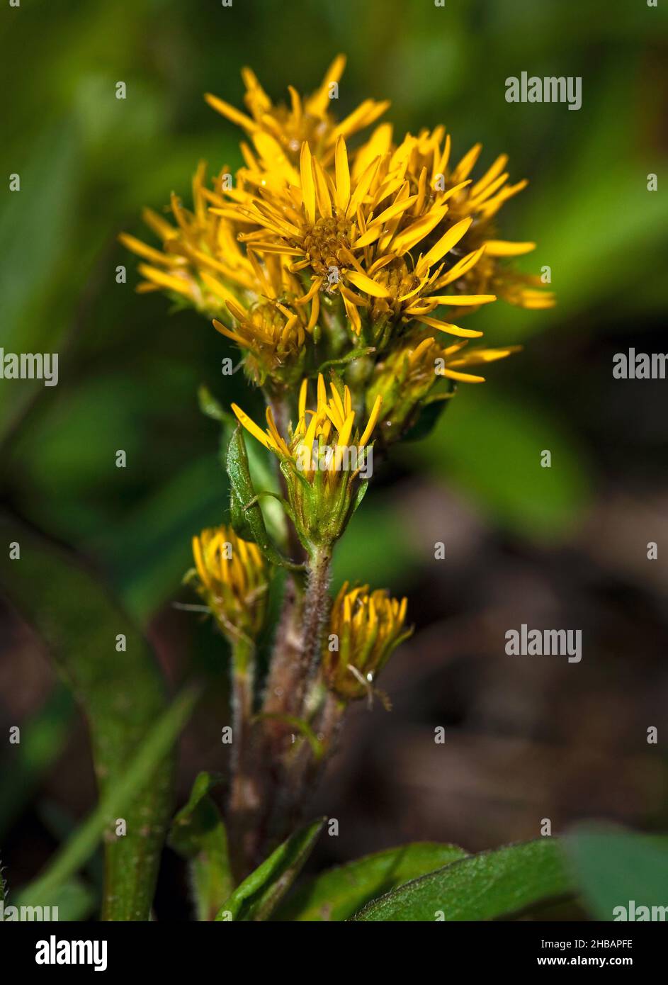 Multiradiata hi-res stock photography and images - Alamy