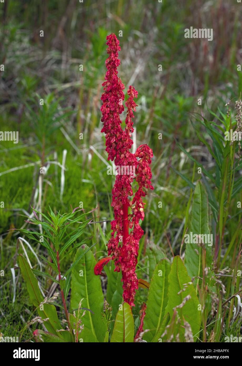 Arctic ranger hi-res stock photography and images - Alamy