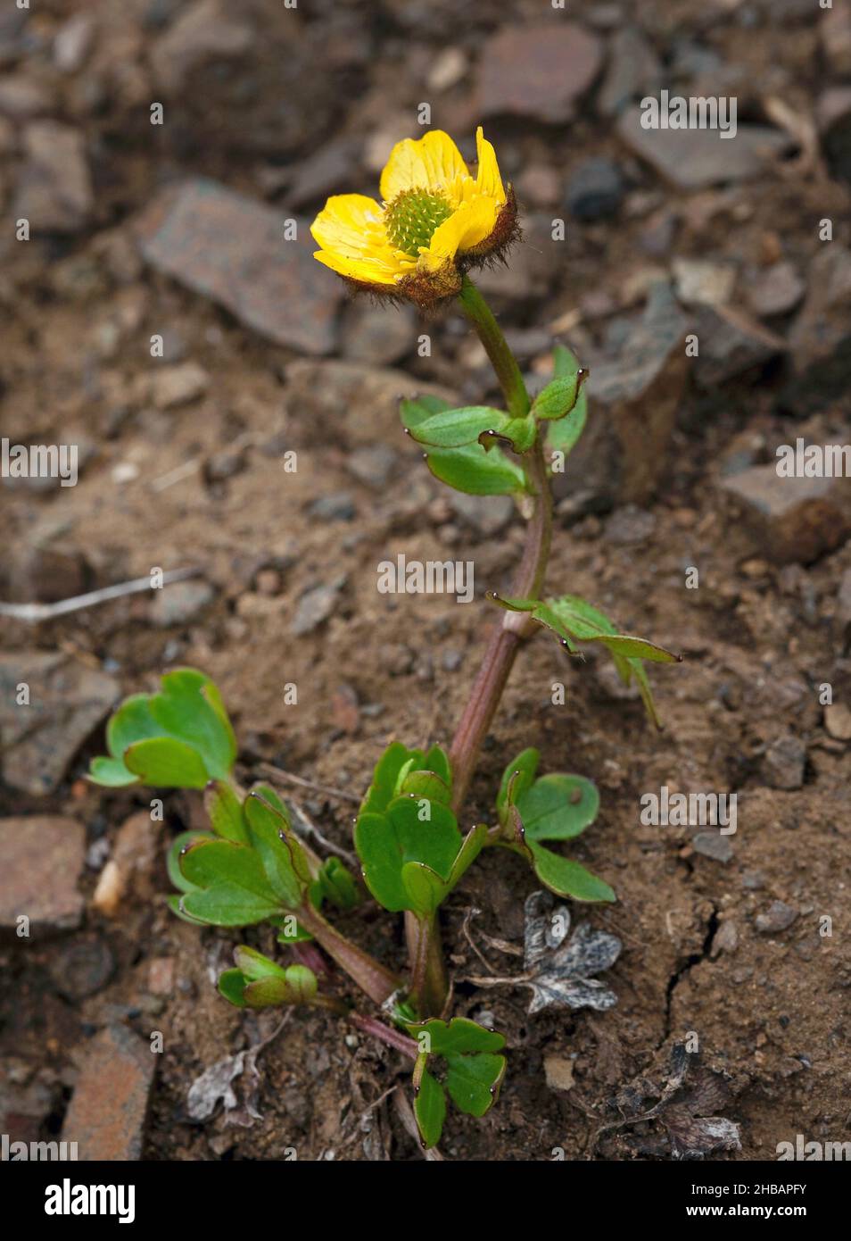 Buttercup snow hi-res stock photography and images - Alamy