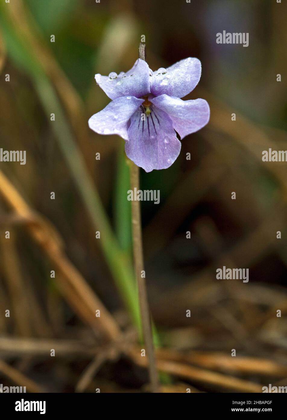 Alaska Violet Viola langsdorfii Denali National Park & Preserve Alaska ...