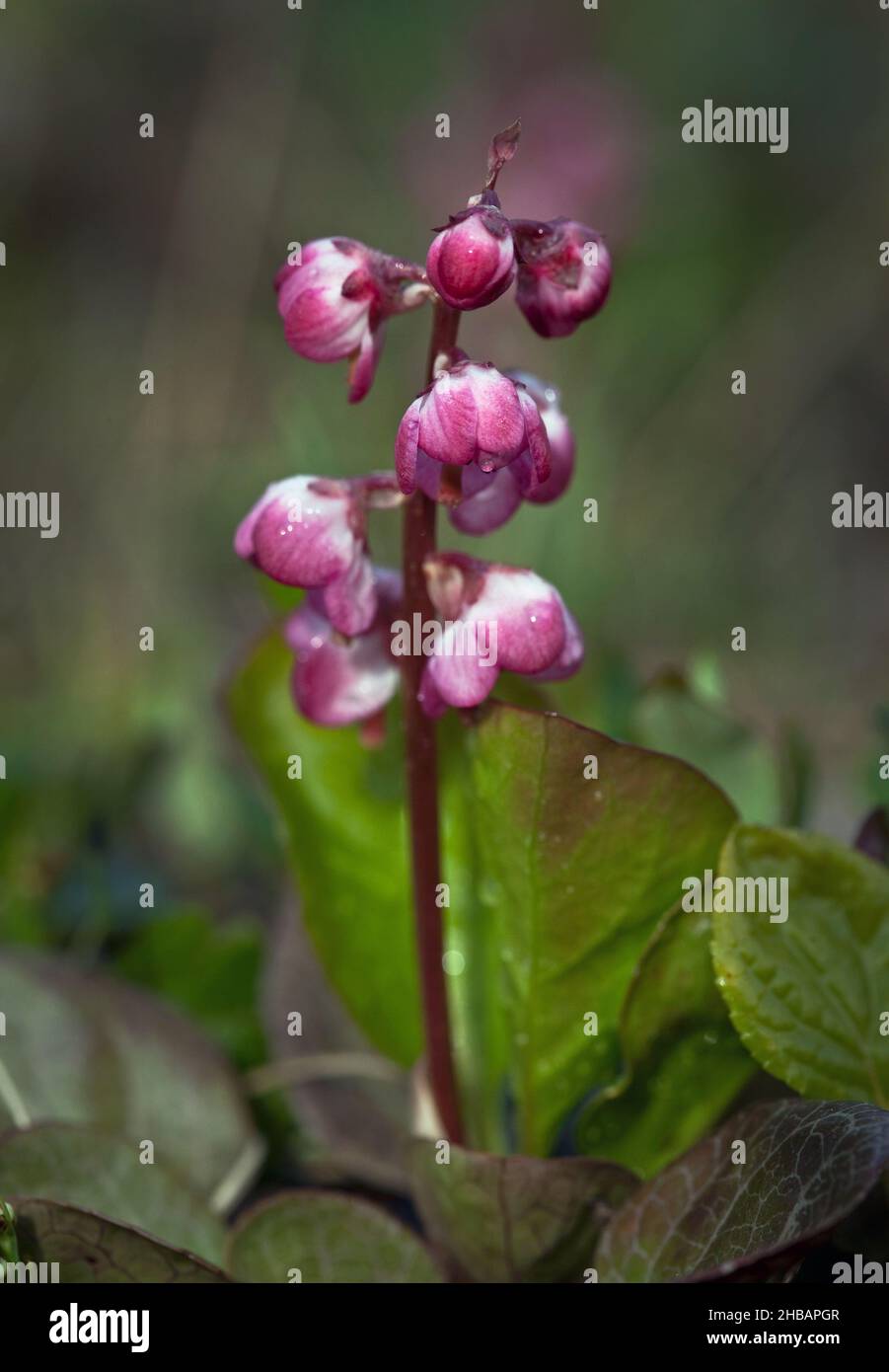 Pink Pyrola Pyrola asarifolia Denali National Park & Preserve Alaska ...