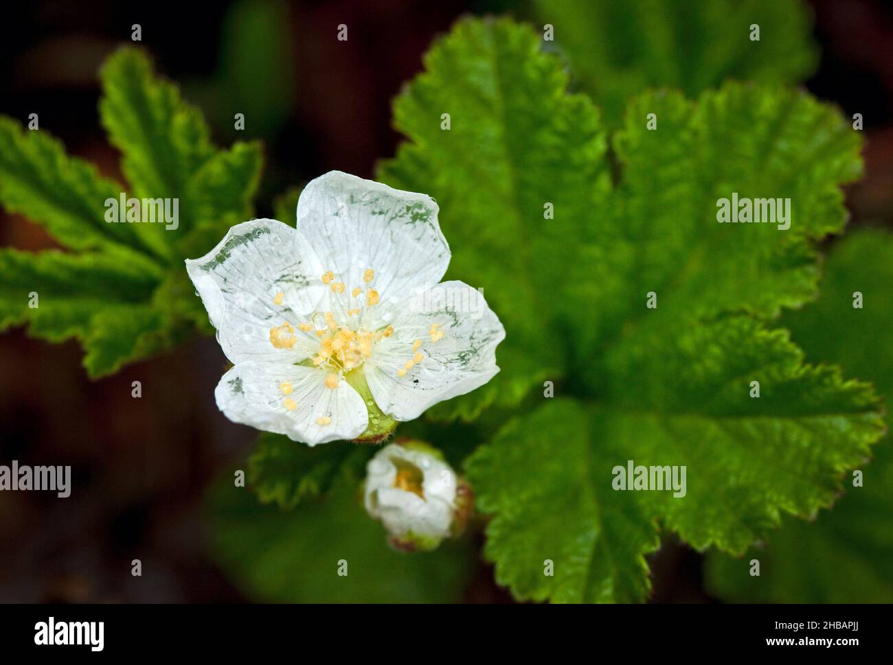 Image of wildflower hi-res stock photography and images - Alamy