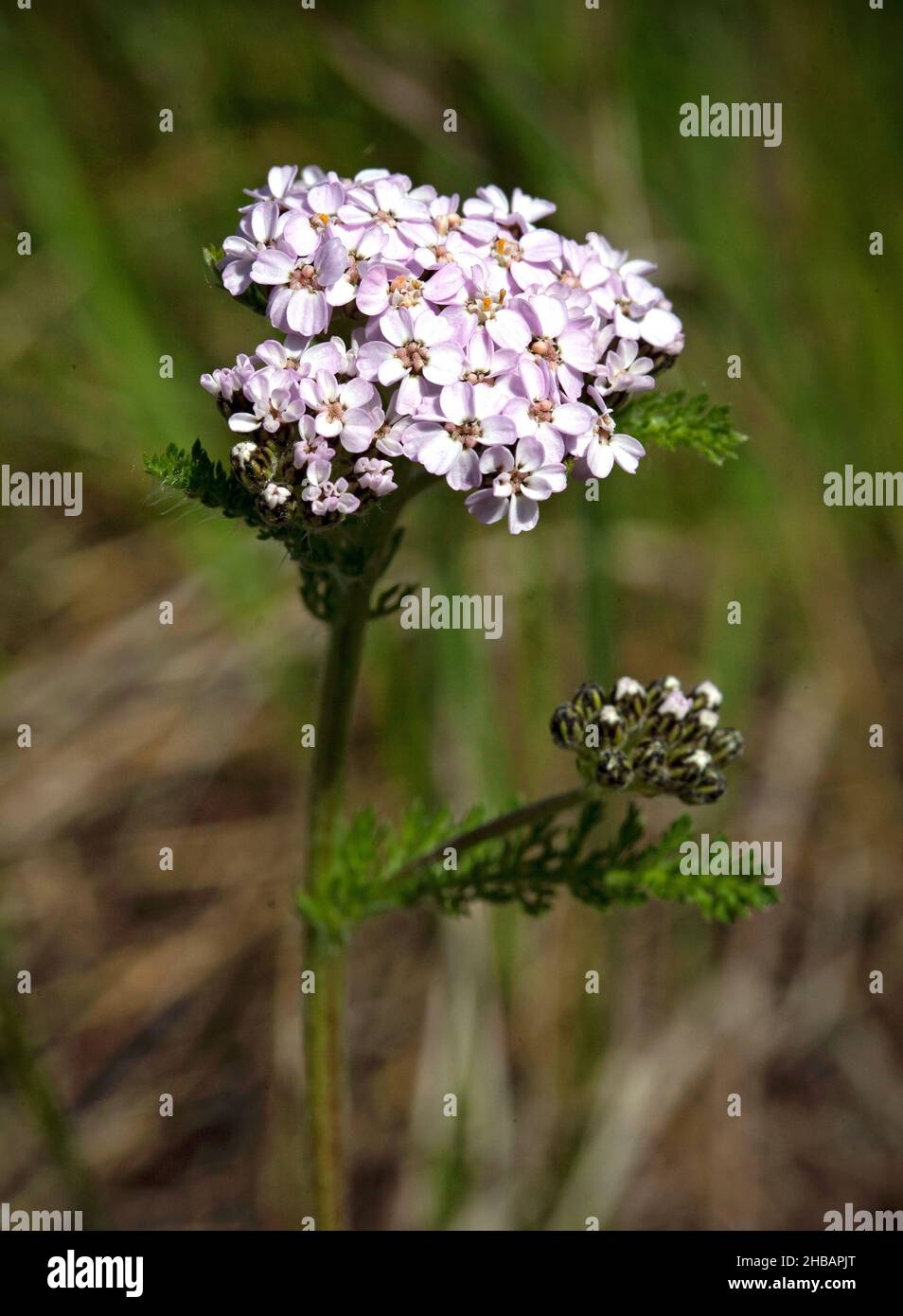 Jacob yarrow hi-res stock photography and images - Alamy