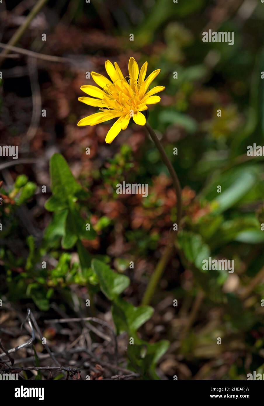 Kamchaticum hi-res stock photography and images - Alamy