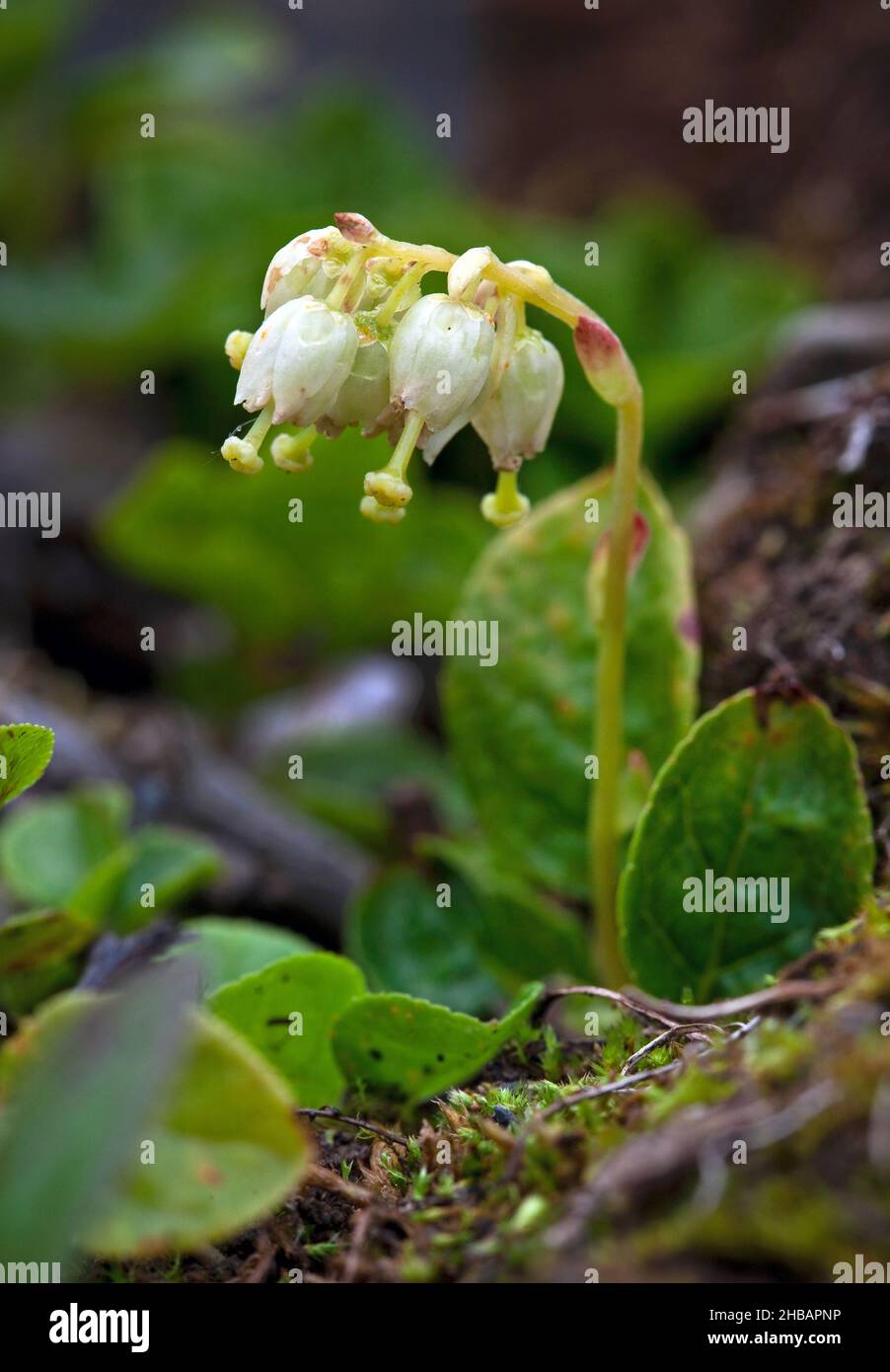 Sidebells Pyrola Orthilia secunda Denali National Park & Preserve ...