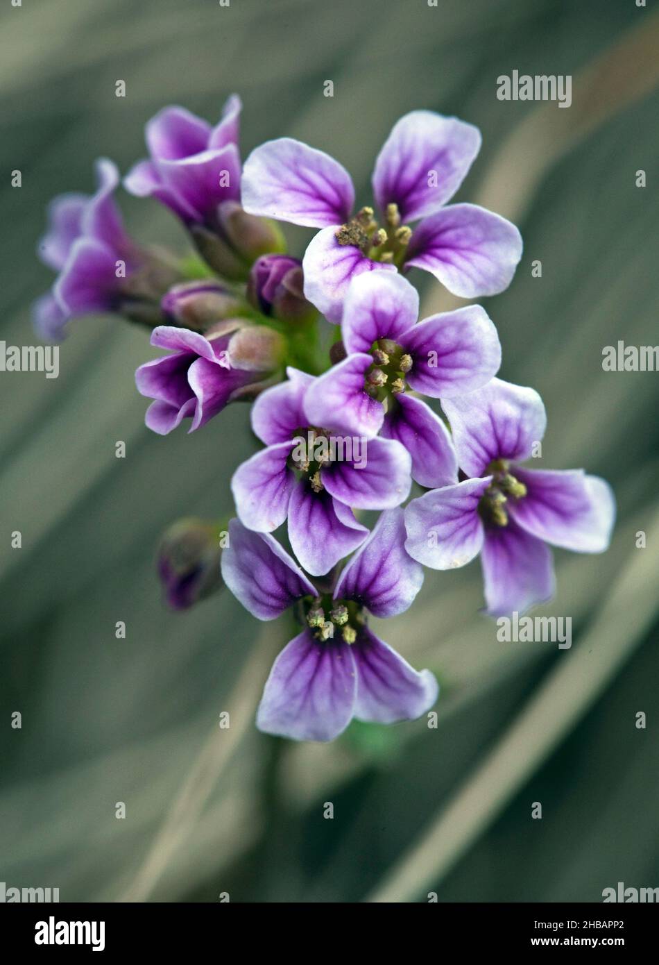 Purple Cress Cardamine purpurea Denali National Park & Preserve Alaska ...