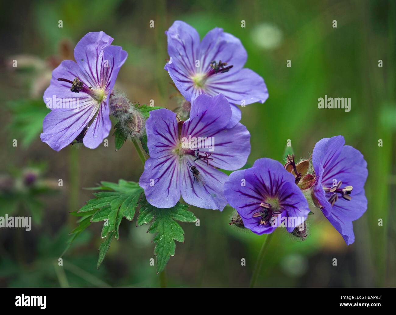 Wild flowers of alaska hi-res stock photography and images - Alamy