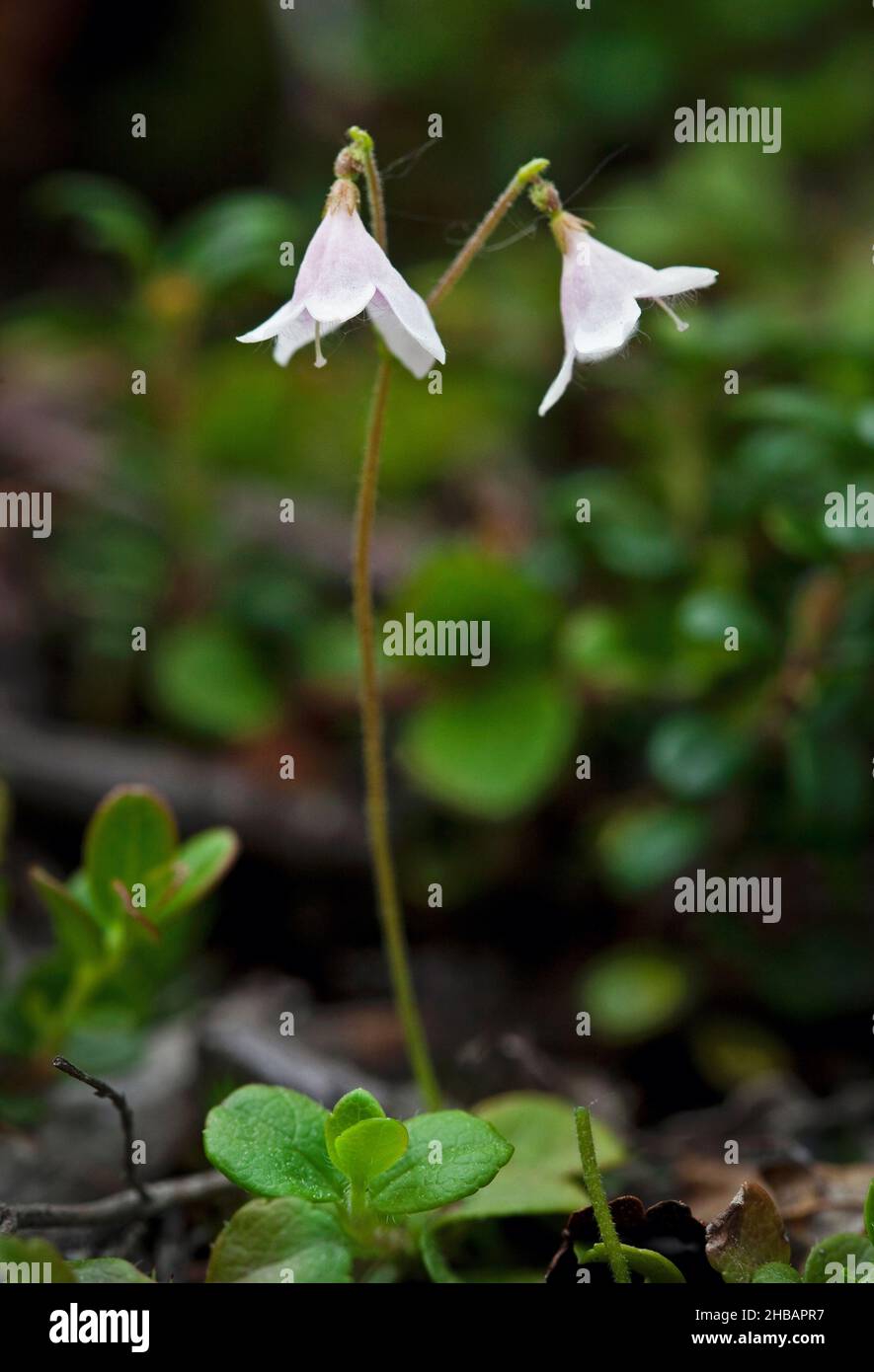 Twin Flower Linnaea borealis Denali National Park & Preserve Alaska ...