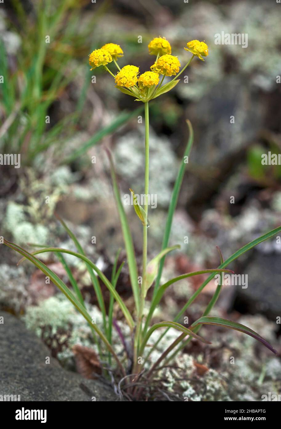 Thoroughwax Bupleurum triradiatum ssp. articum Denali National Park ...