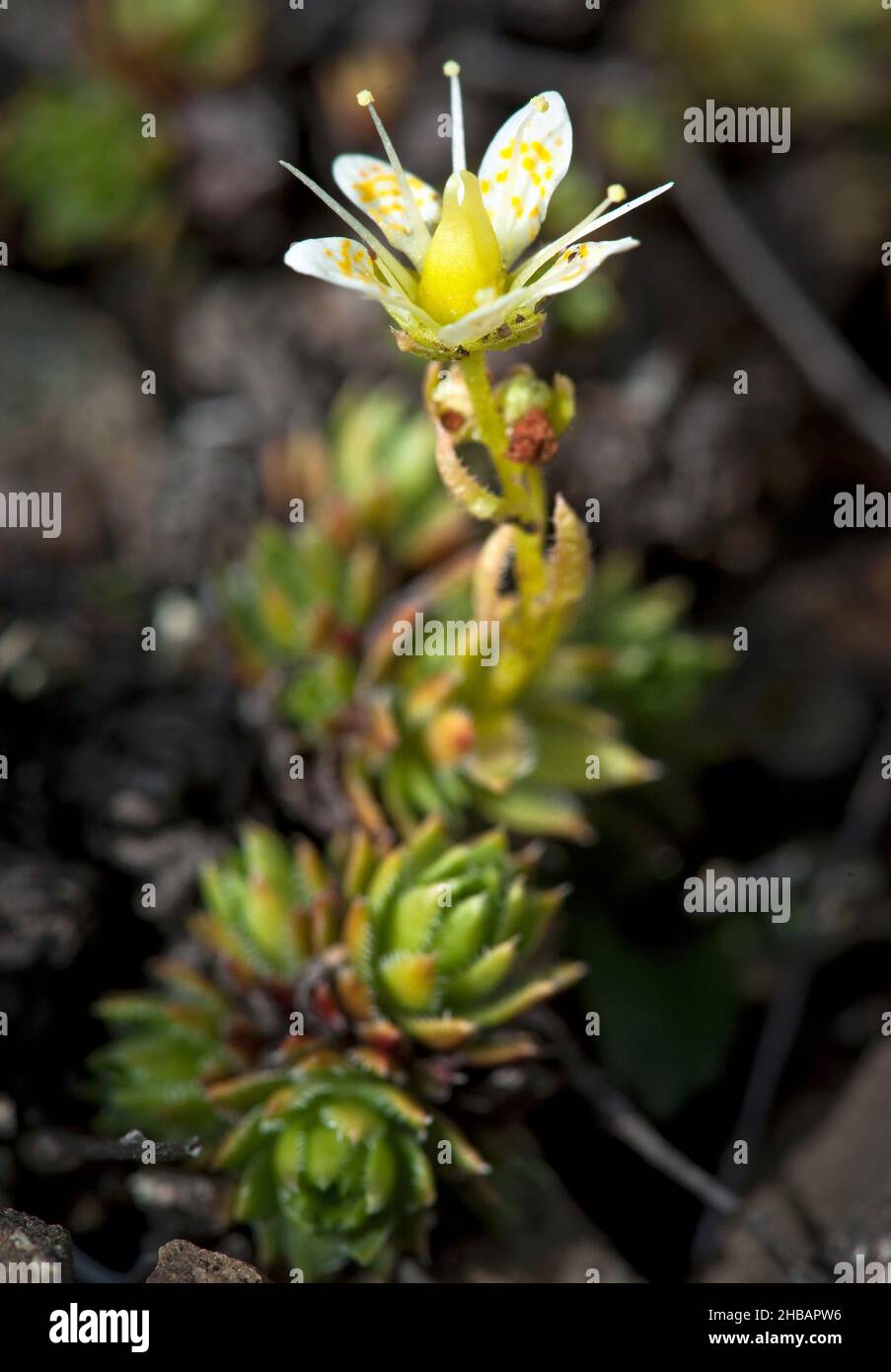 Yellow Spotted Saxifrage Saxifraga bronchialis Denali National Park ...
