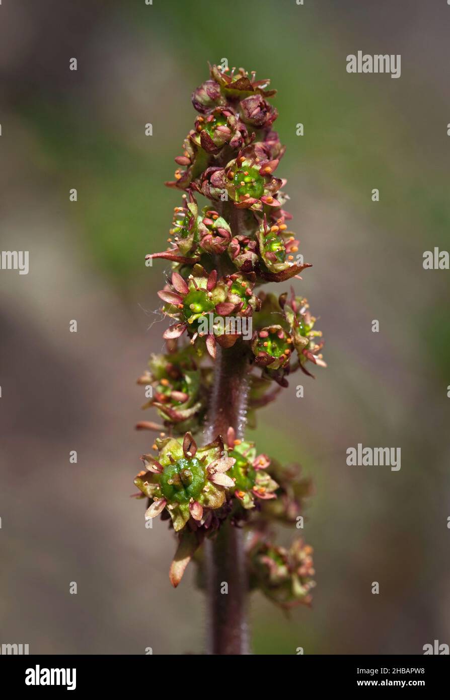 Stiff Stem Saxifrage Saxifraga hieracifolia Denali National Park ...