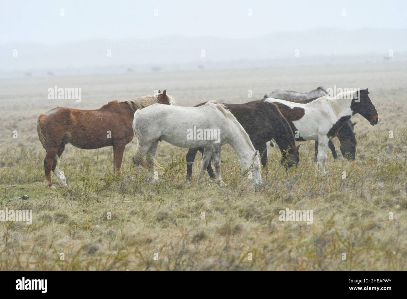 The horse is a domesticated perissodactyl mammal of the equidae family ...