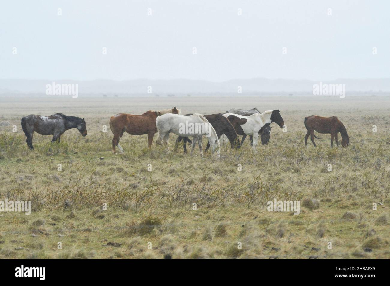 The horse is a domesticated perissodactyl mammal of the equidae family ...