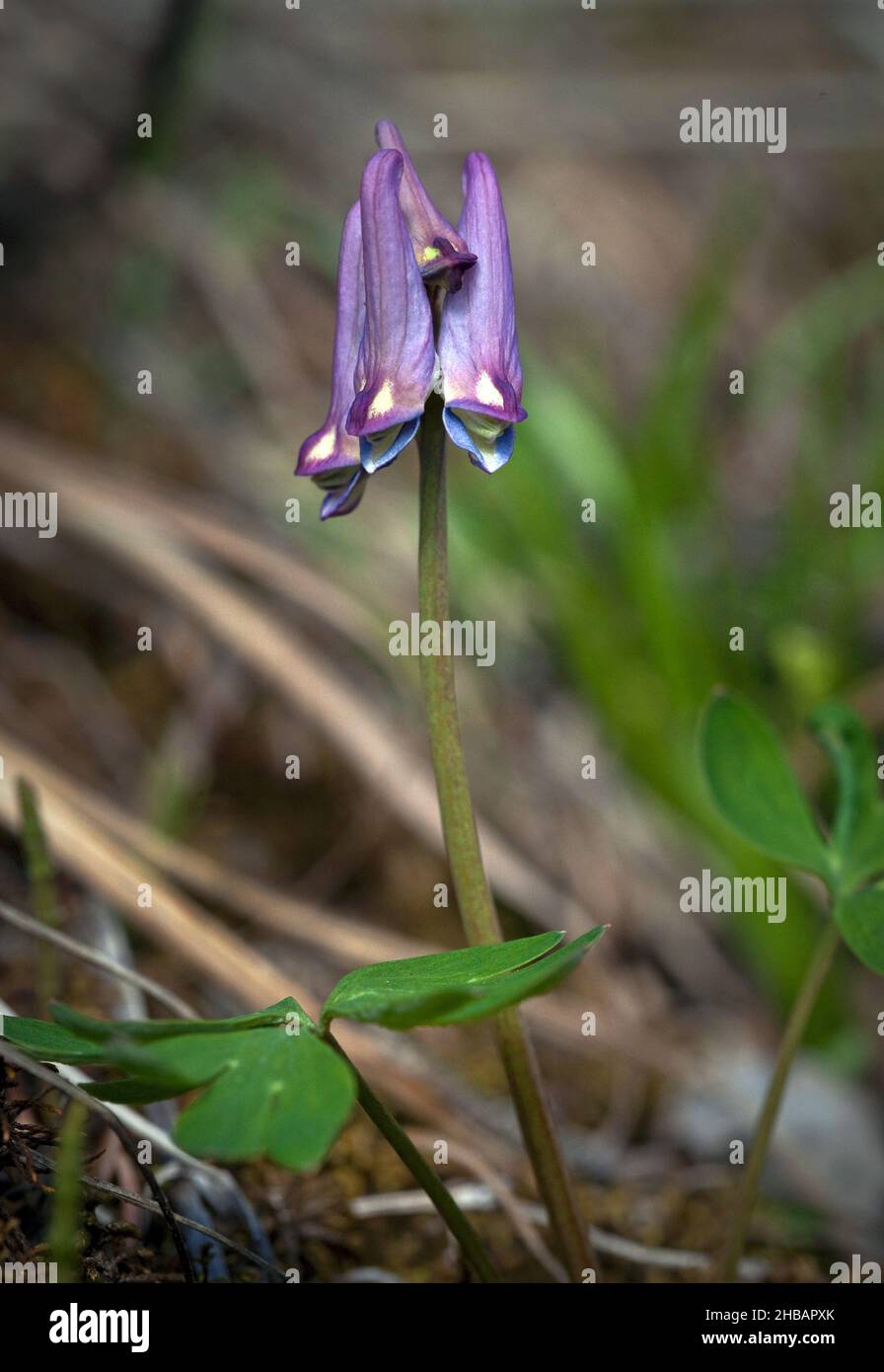 Corydalis pauciflora hi-res stock photography and images - Alamy