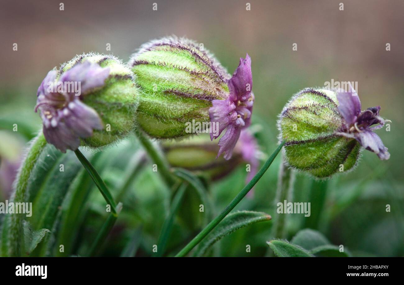 Bladder Campion Silene uralensis ssp. uralensis Denali National Park ...