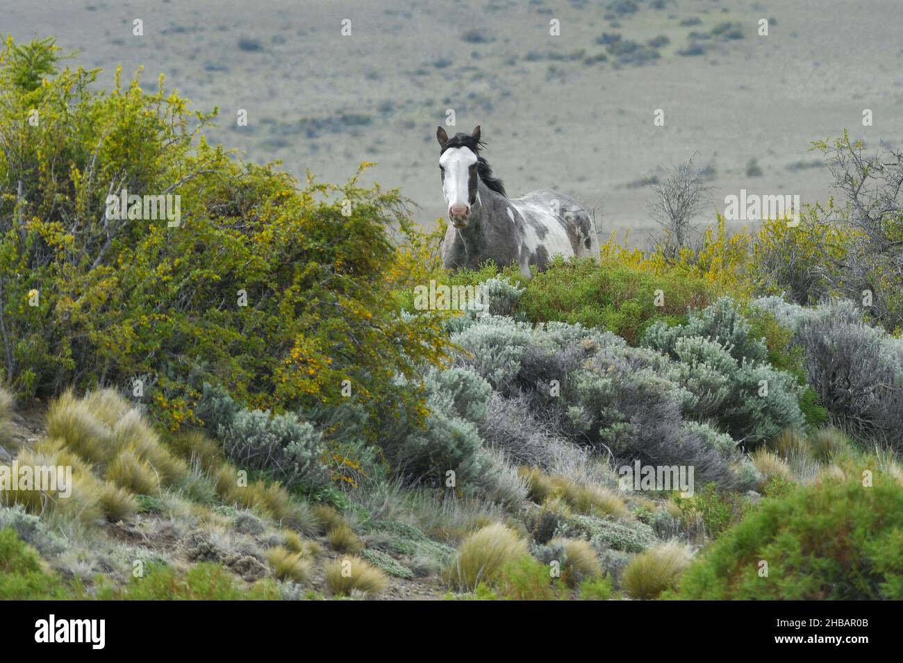 The horse is a domesticated perissodactyl mammal of the equidae family ...