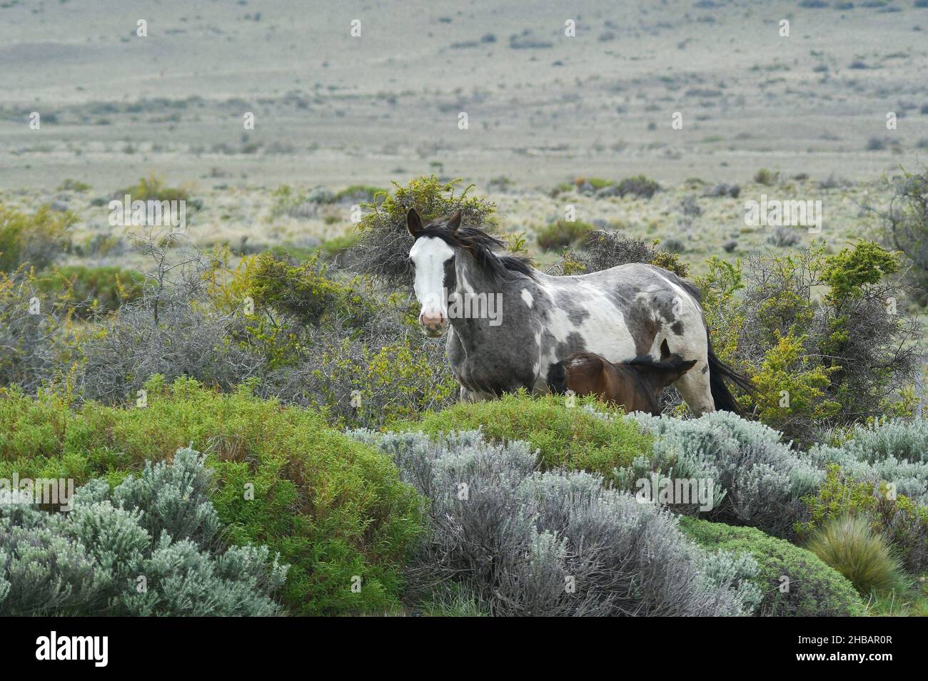 The horse is a domesticated perissodactyl mammal of the equidae family ...