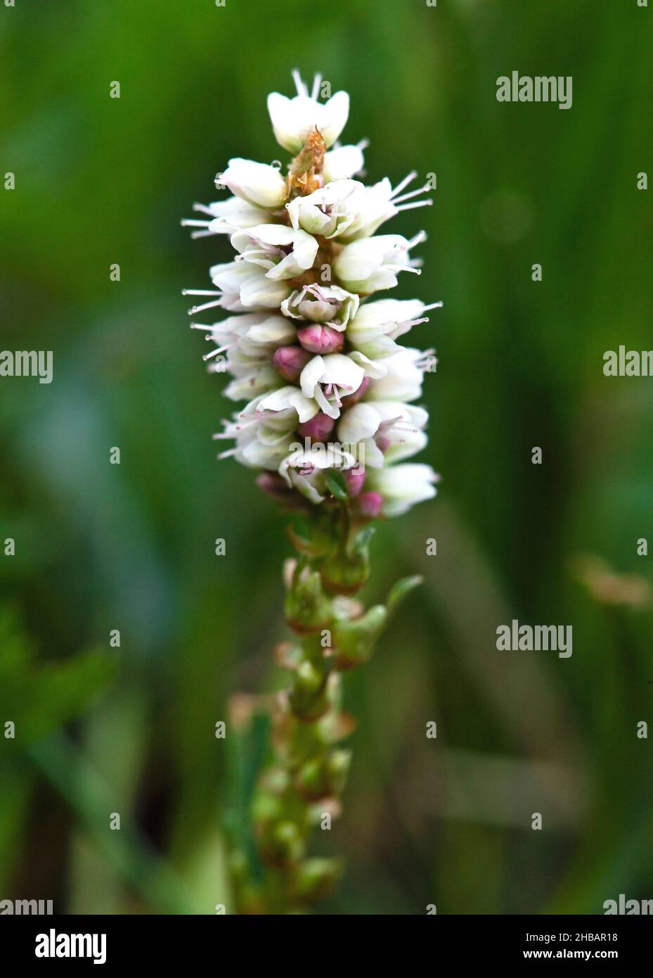 Alpine Meadow Bistort Polygonum viviparum Denali National Park ...
