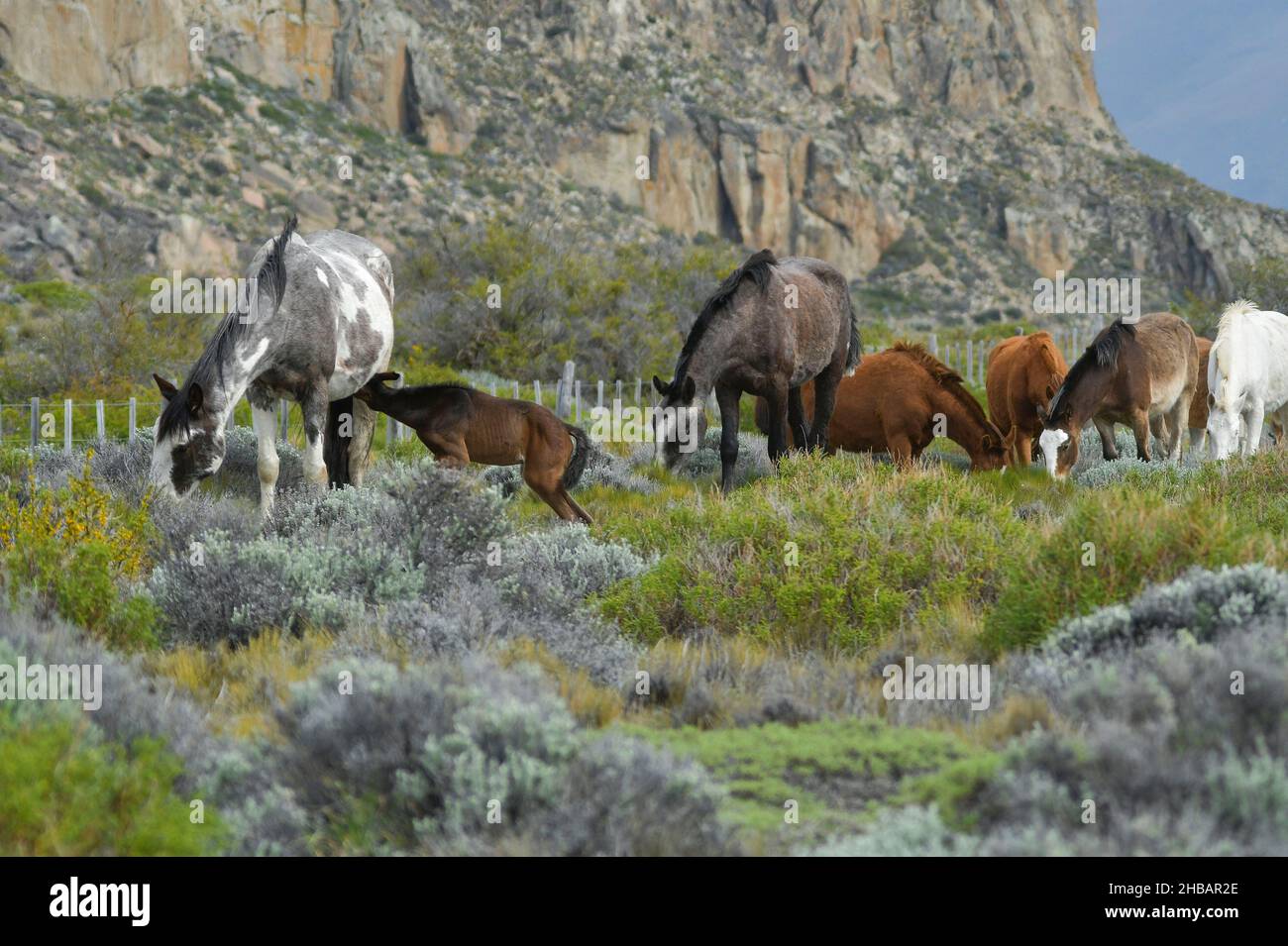 The horse is a domesticated perissodactyl mammal of the equidae family ...
