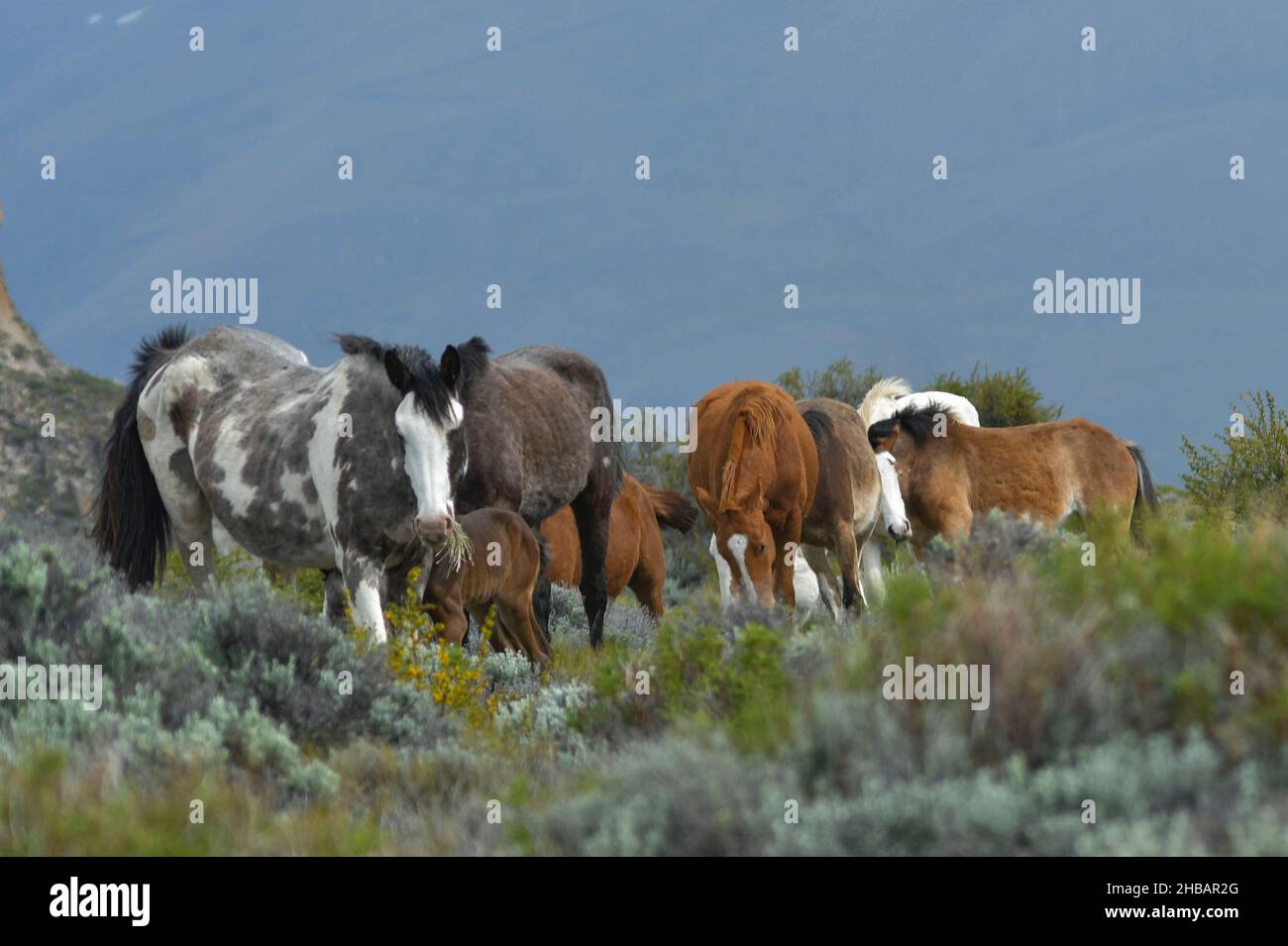 The horse is a domesticated perissodactyl mammal of the equidae family ...