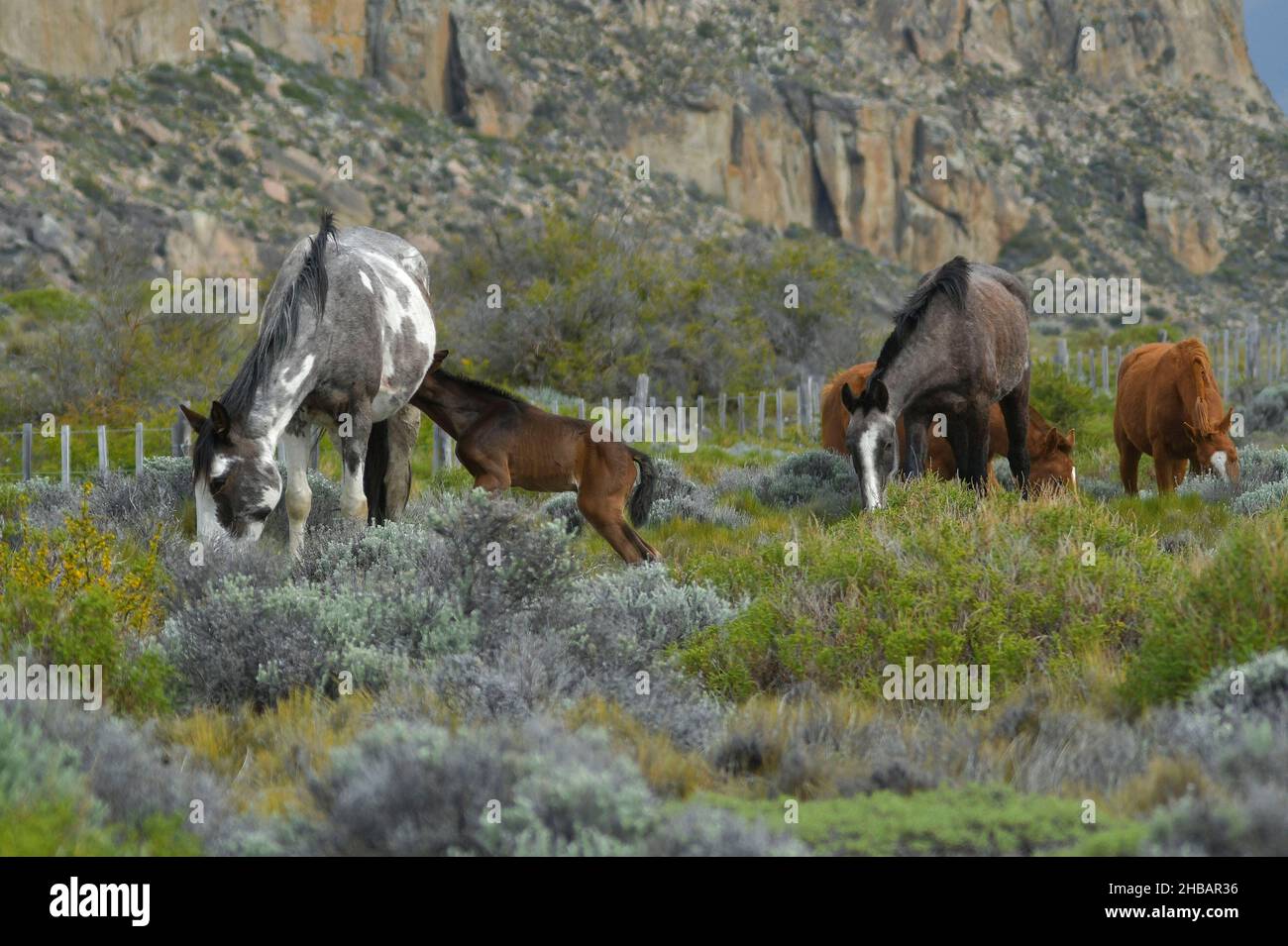The horse is a domesticated perissodactyl mammal of the equidae family ...