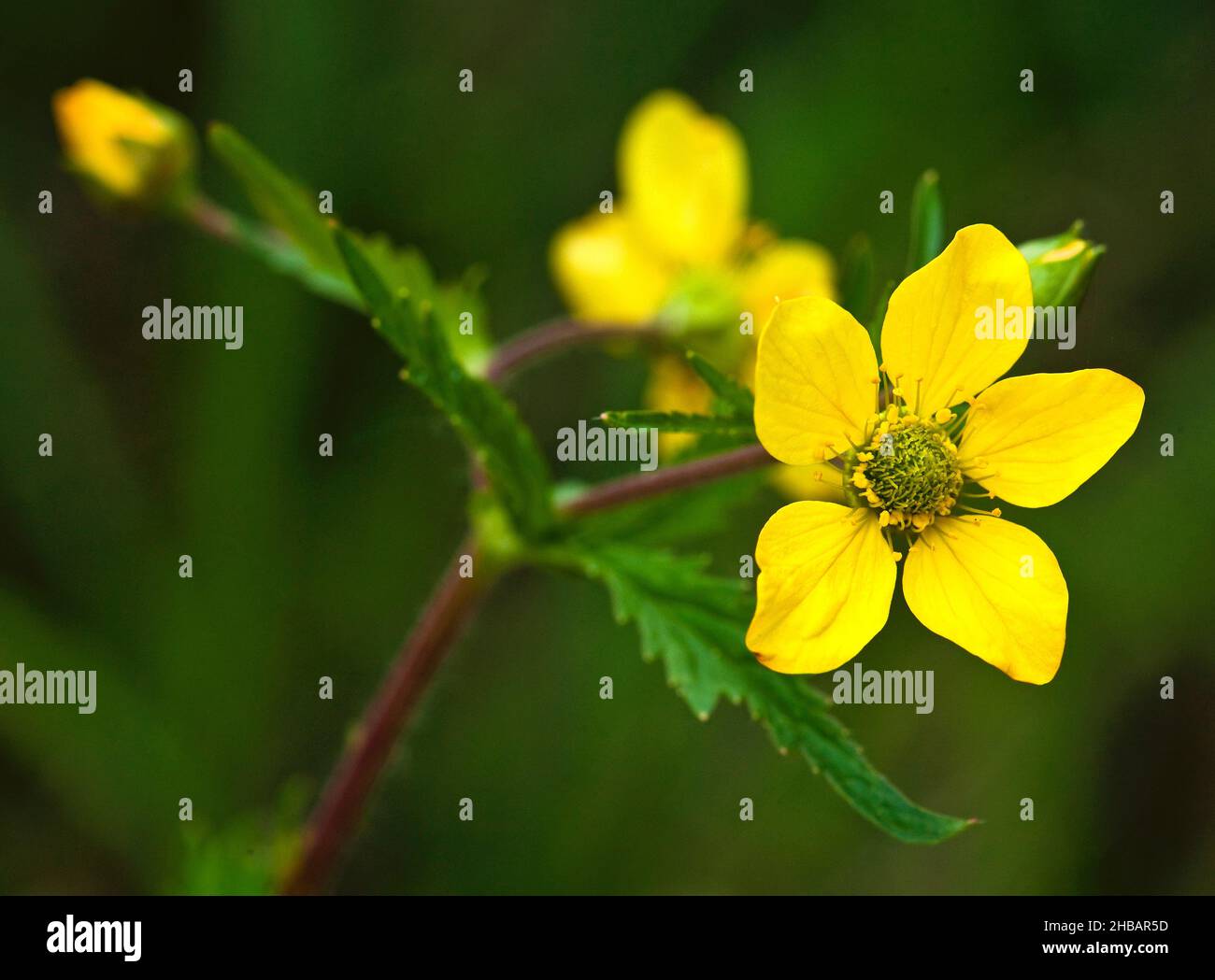 Geum Macrophyllum Fruit