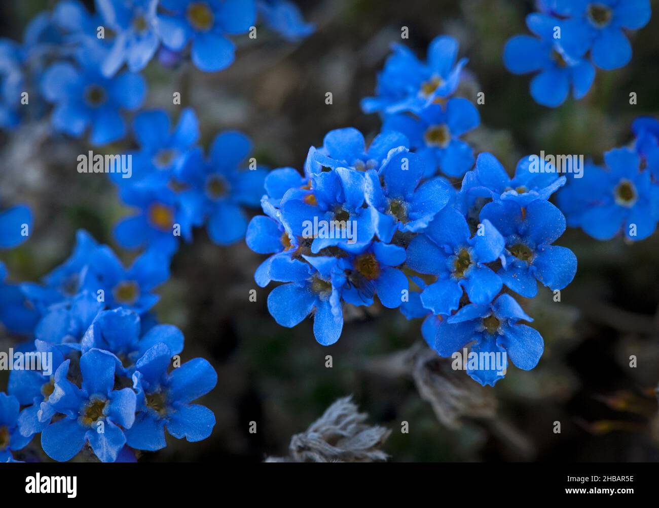 Mountain Forget-me-not Eritrichium aretioides Denali National Park ...