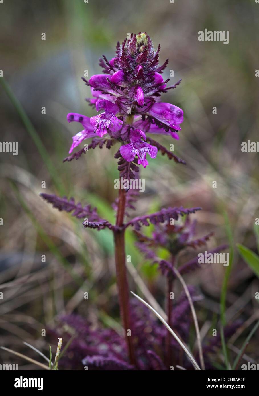 Whorled-leaf Lousewort Pedicularis verticillata Denali National Park ...