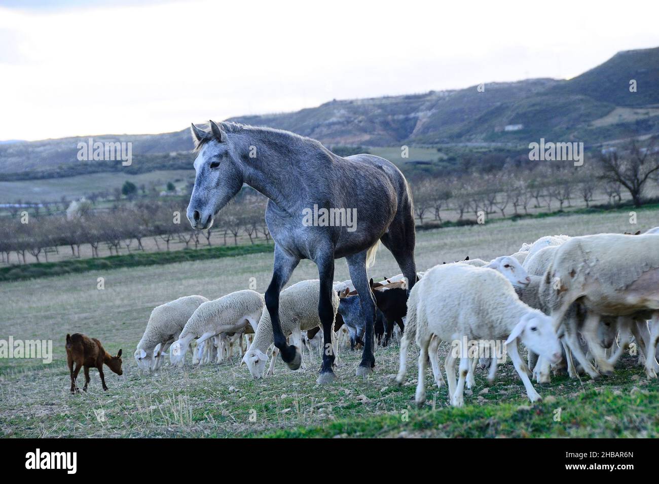 The horse is a domesticated perissodactyl mammal of the equidae family ...