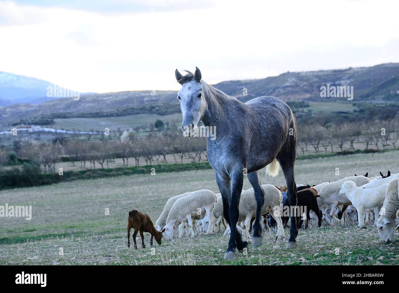 The horse is a domesticated perissodactyl mammal of the equidae family ...